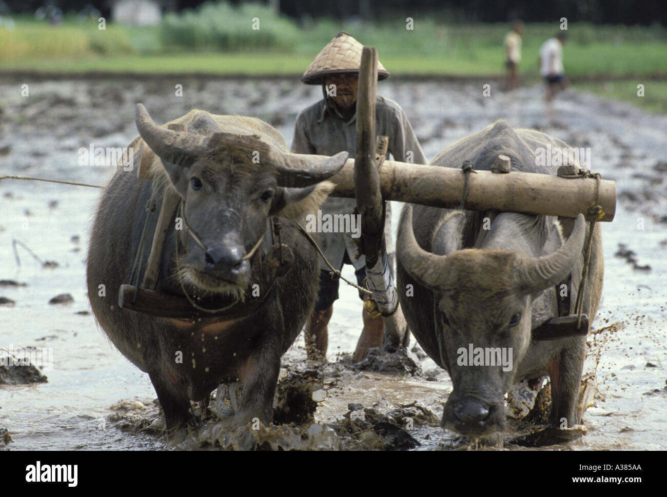 Javanese farmer ploughing his paddy field with water buffalo Klaten ...