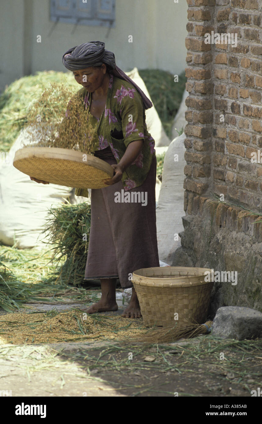 Threshing the rice harvest in the central farming region of Java Stock ...