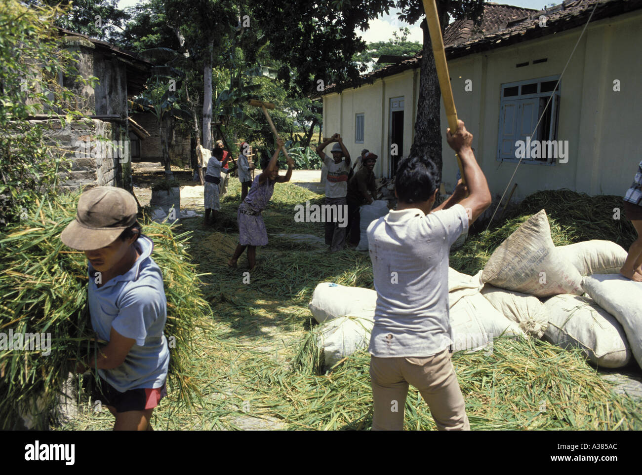 Threshing the rice harvest in the central farming region of Java Stock ...