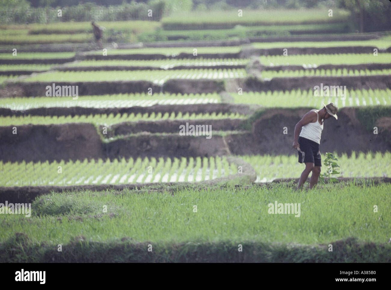 Javanese farmers tending their paddies Klaten central farming region ...