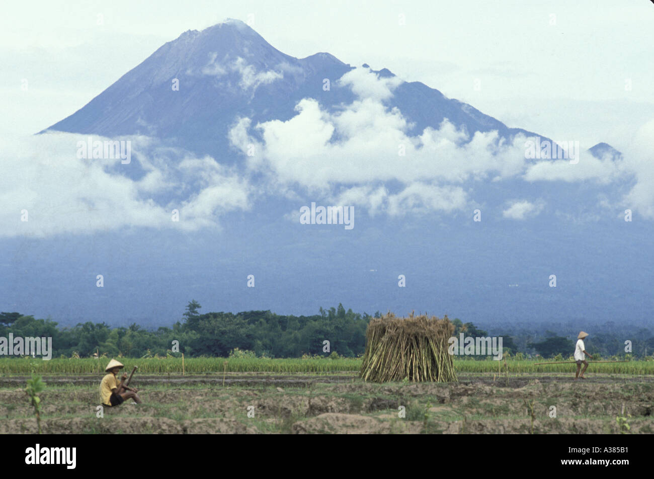 Javanese farmers tending their paddies Klaten central farming region ...