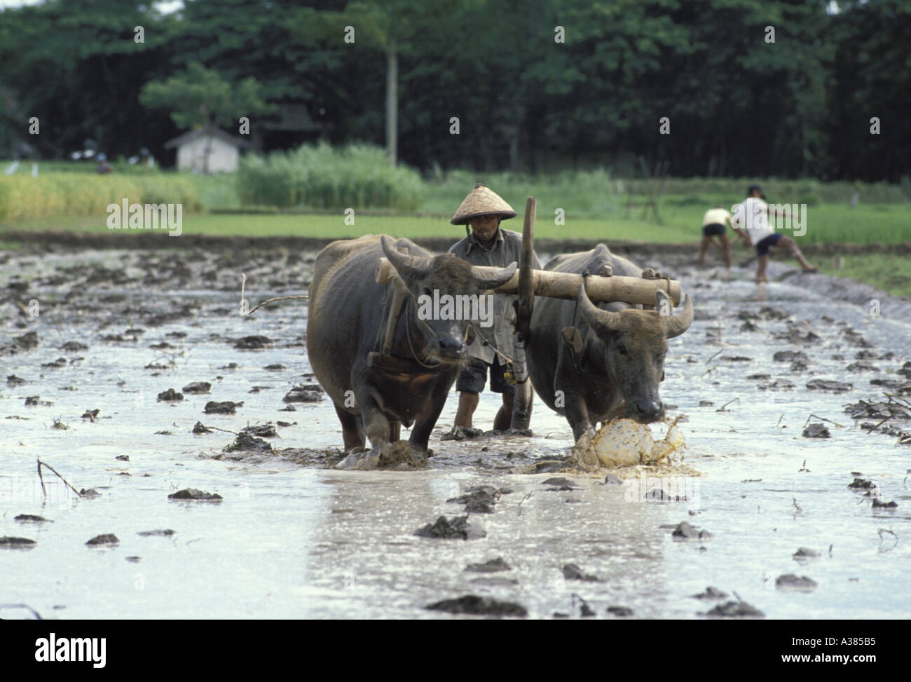 Javanese farmer ploughing his paddy field with water buffalo Klaten ...