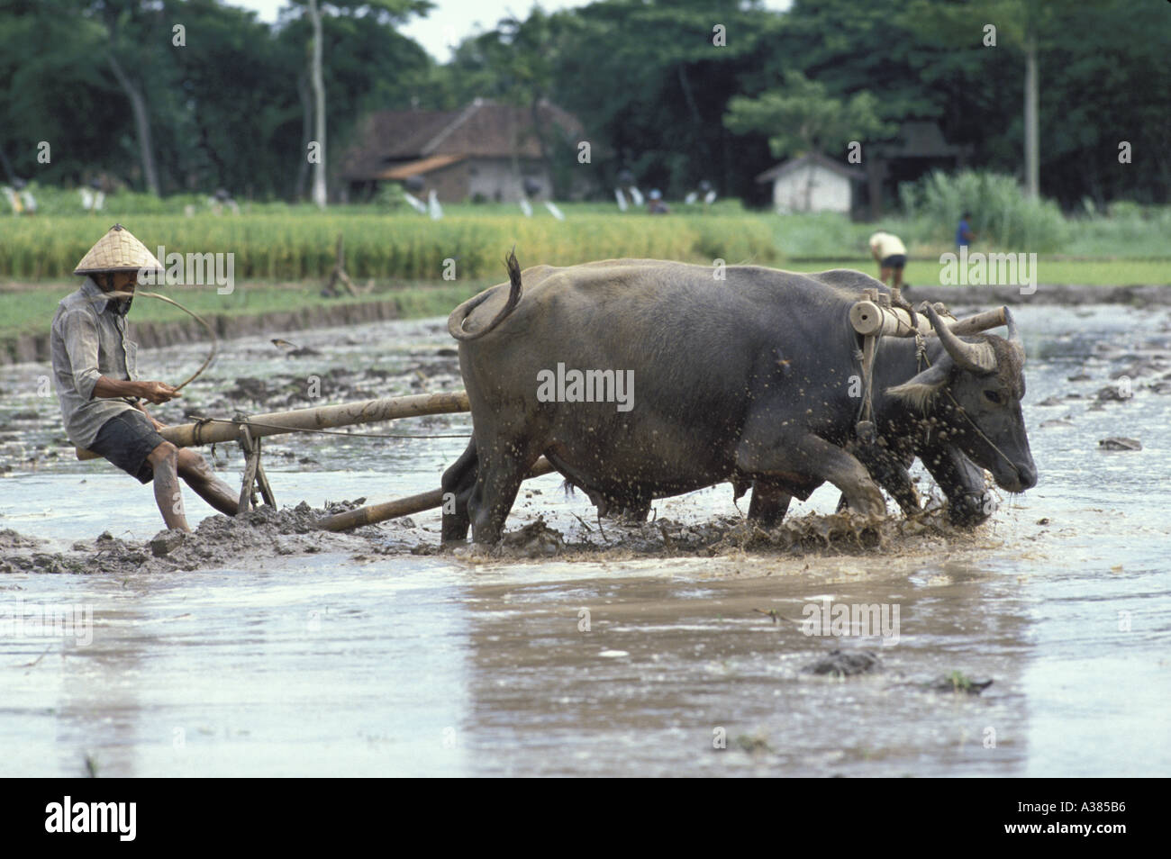 Javanese farmer ploughing his paddy field with water buffalo Klaten ...