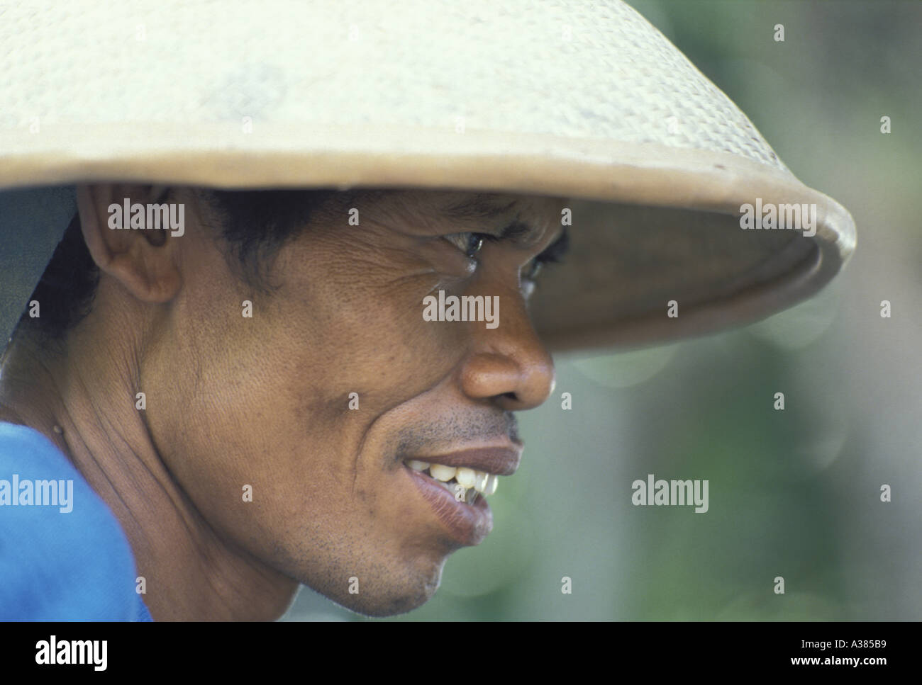 Tobacco in java hi-res stock photography and images - Alamy