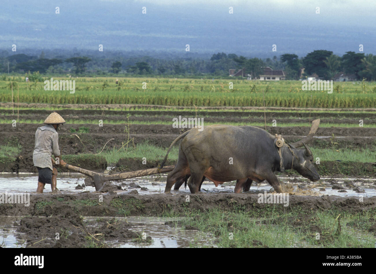 Javanese farmer ploughing his paddy field with water buffalo Klaten ...
