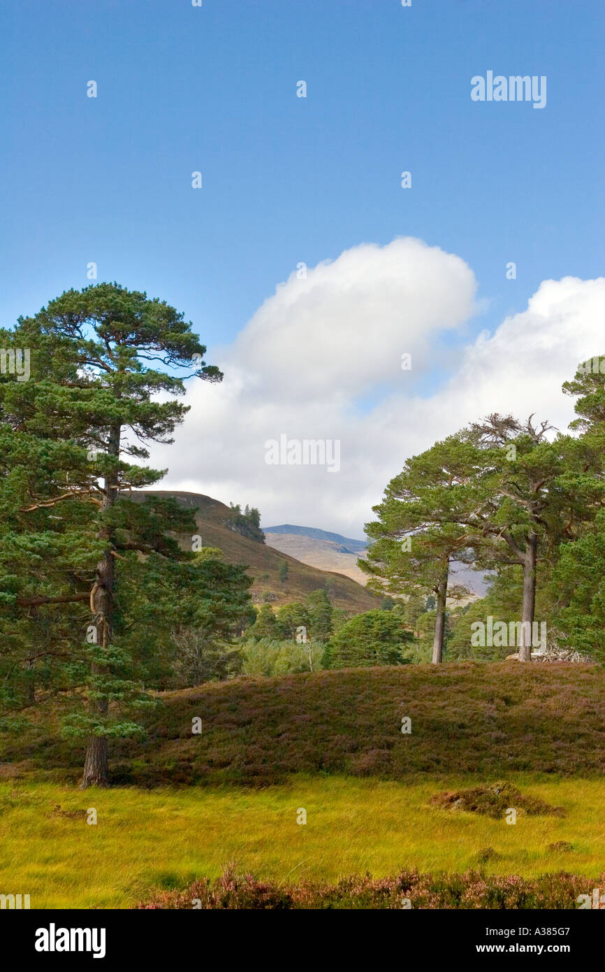 Flora wild wildflowers moors hi-res stock photography and images - Alamy