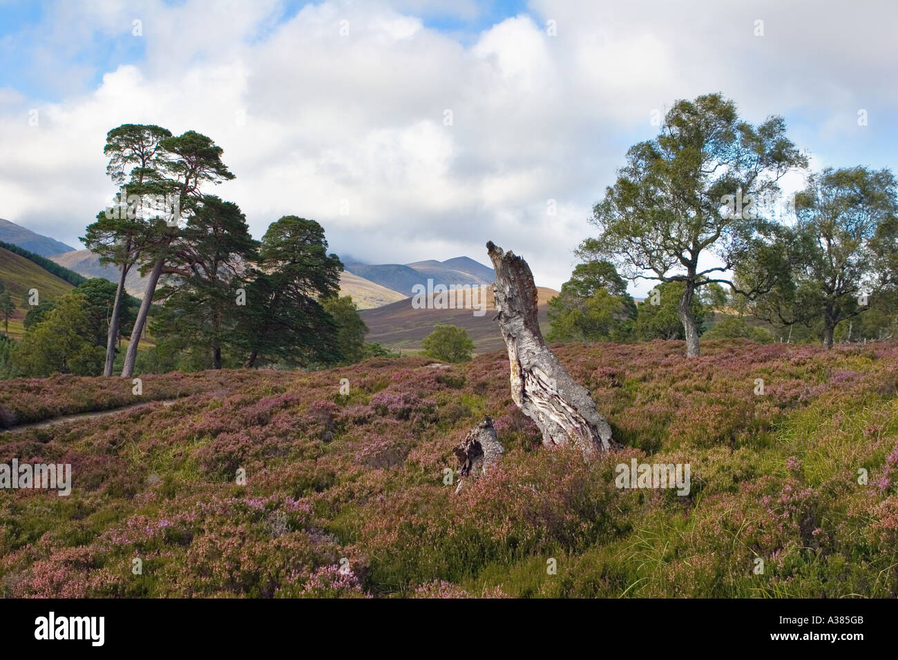 Scottish purple heather moors and Caledonian Pine trees in Mar Lodge ...
