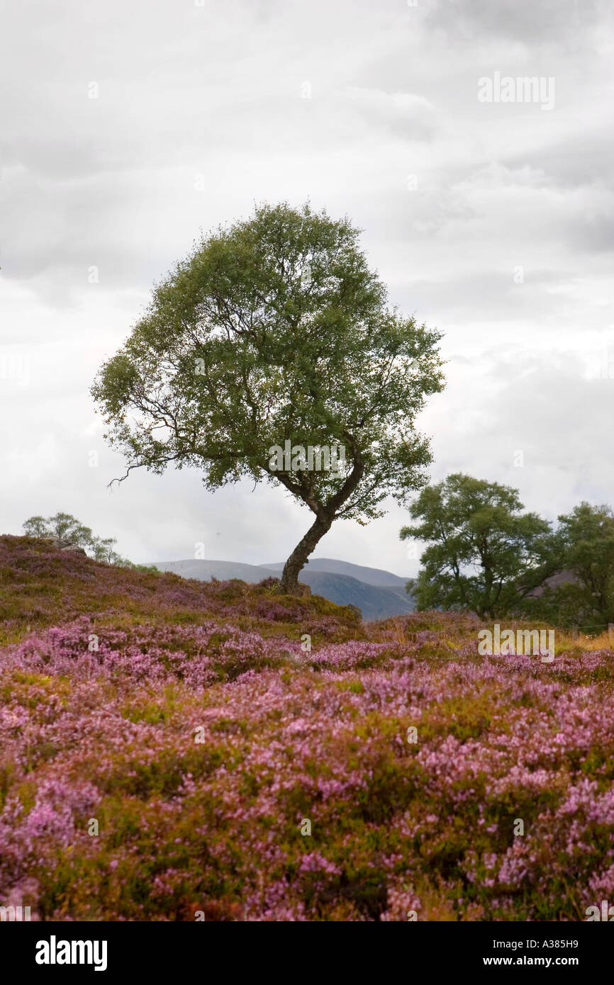 Morrone Birkwood Scottish heather moors and Silver Birch trees Mar ...