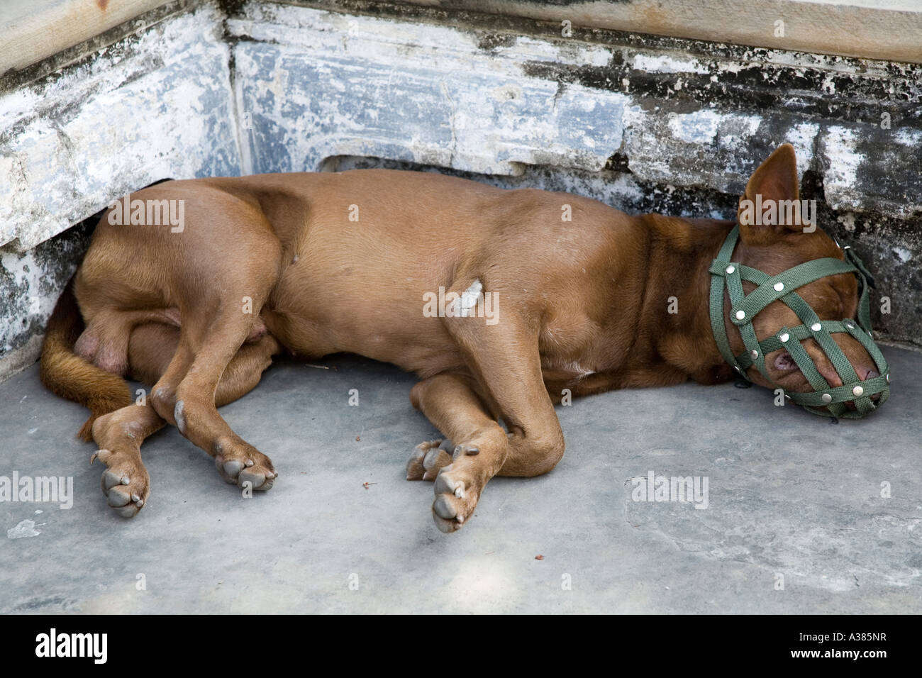 Muzzled Guard Dog Wat Arun The Canals Bangkok Thailand South East Asia ...
