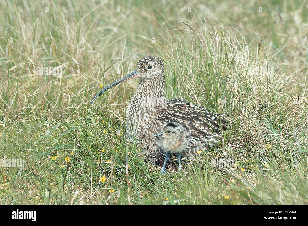 CURLEW single bird sitting on nest Stock Photo - Alamy