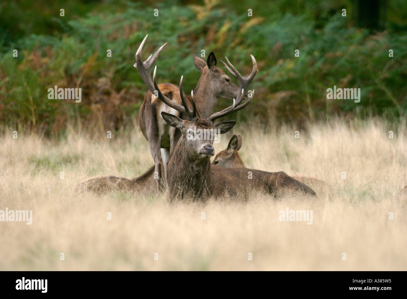 Red Deer at Wollaton Hall male and female Stock Photo - Alamy