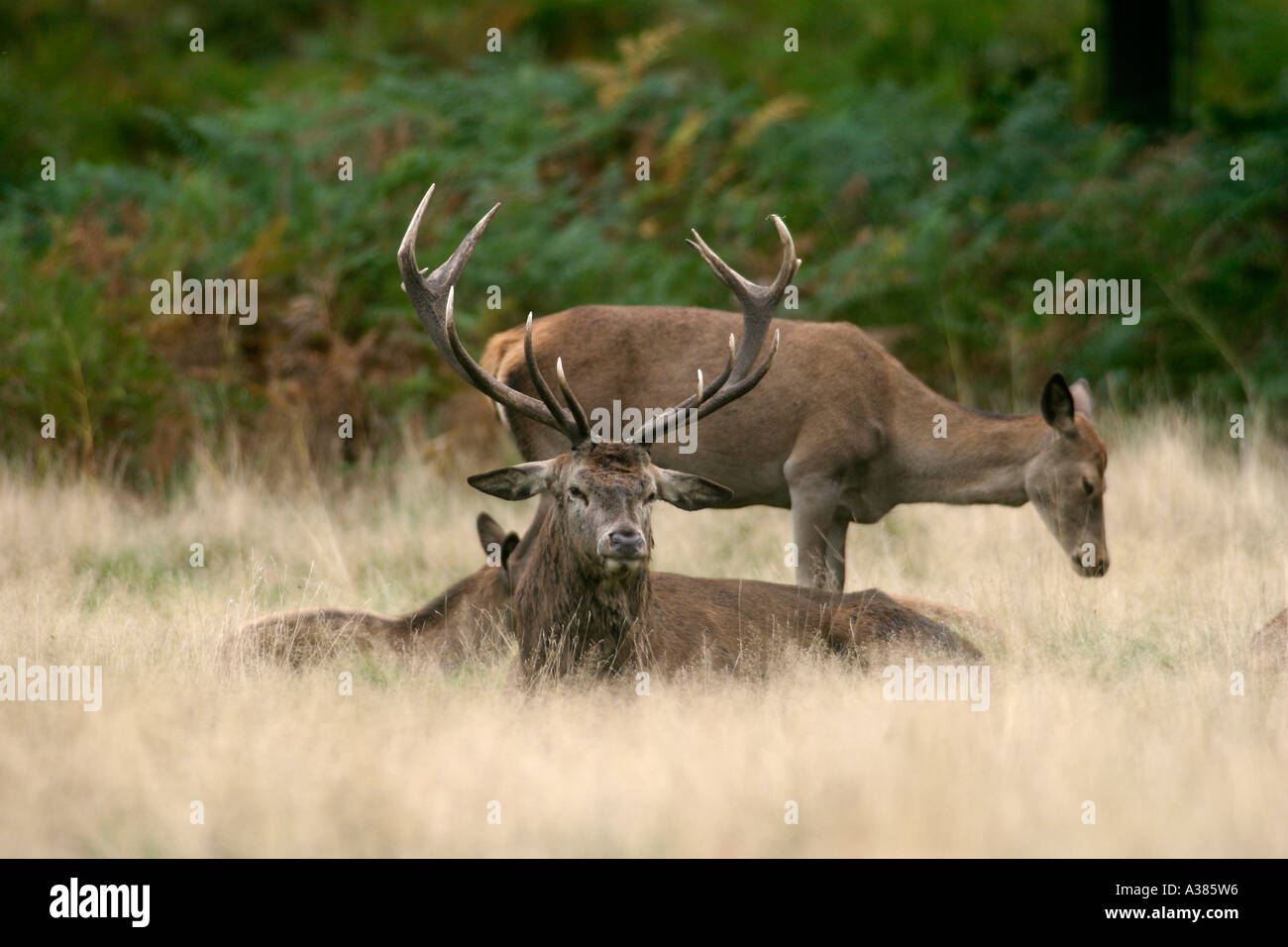 Red Deer at Wollaton Hall male and female Stock Photo - Alamy