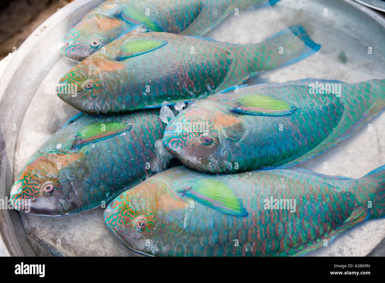 Rainbow Fish At The Fish Market Na Thon Ko Samui Thailand South East ...