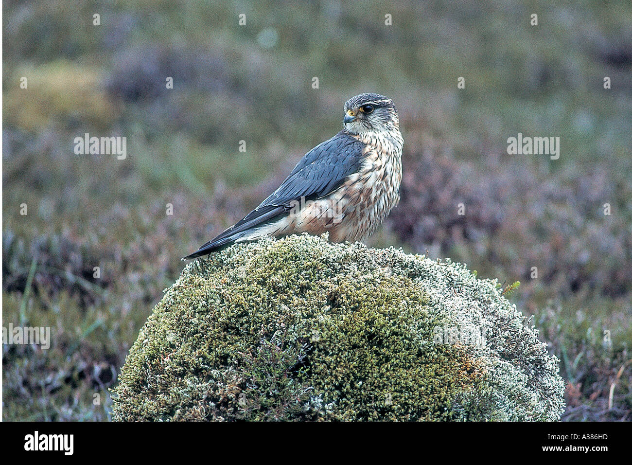 Merlin rock hi-res stock photography and images - Alamy