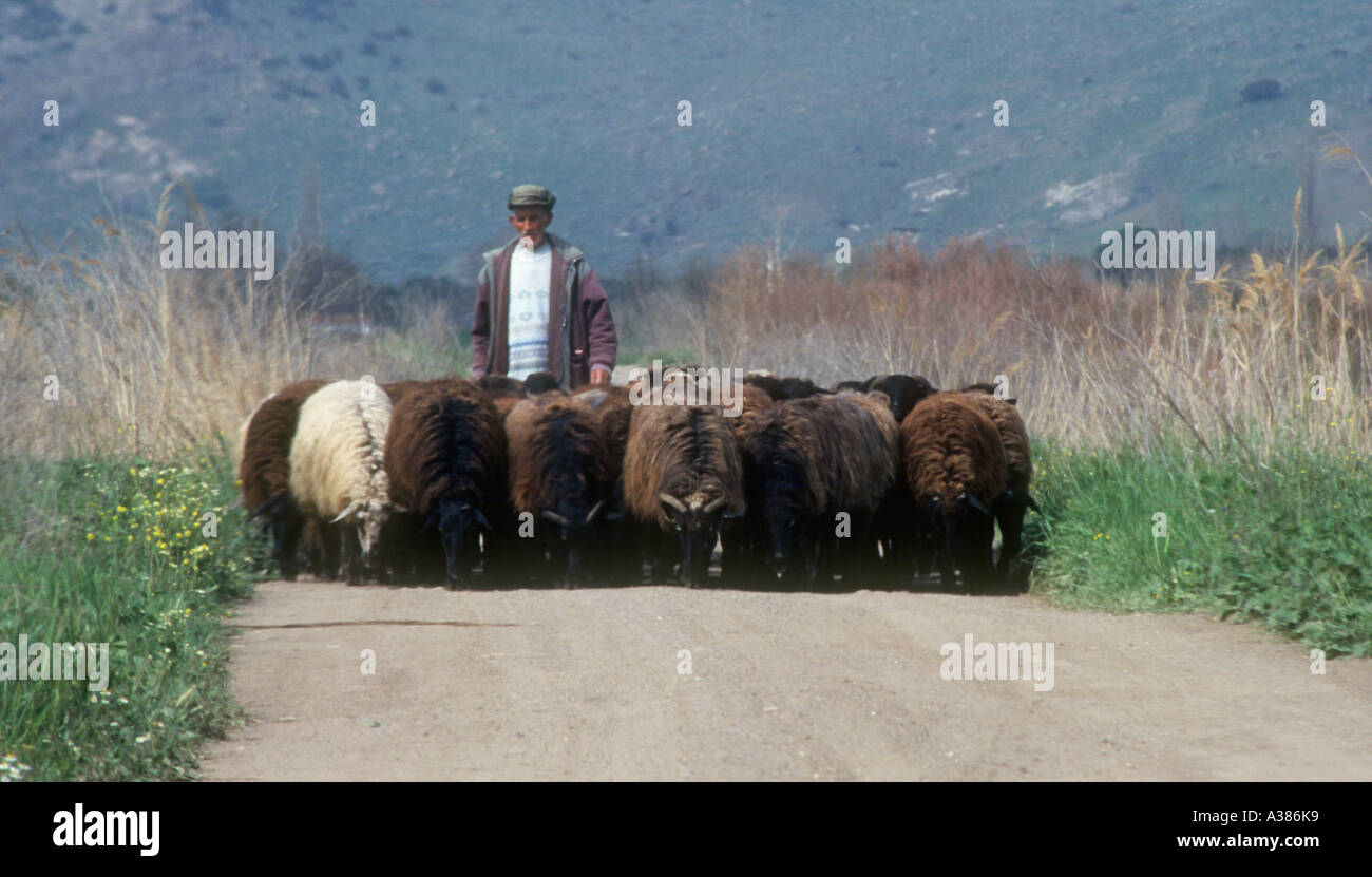 shepherd with sheep Stock Photo - Alamy