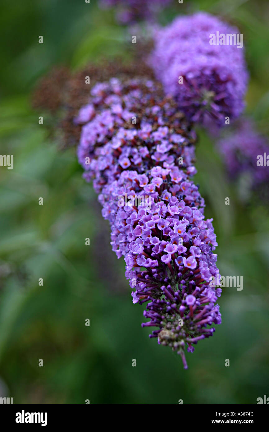 30th July 2006 Buddleia Buddleia davidii the butterfly bush Stock Photo ...