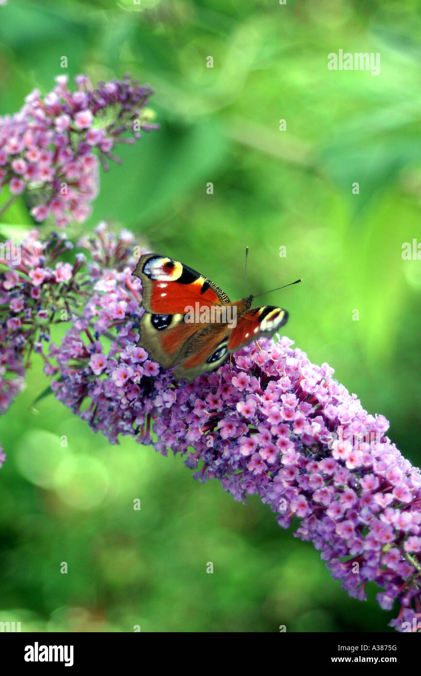 Peacock Inachis io Linnaeus 1758 Family Nymphalidae Nymphalinae Stock ...