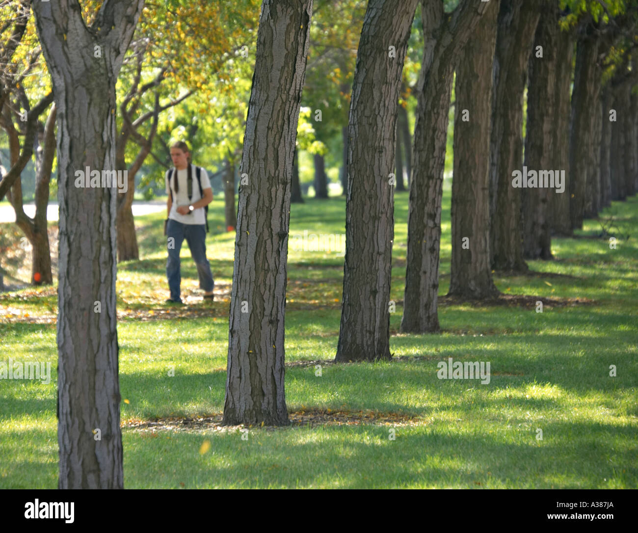 PARKS Chicago Illinois Row of trees in Grant Park man walk among sunny ...