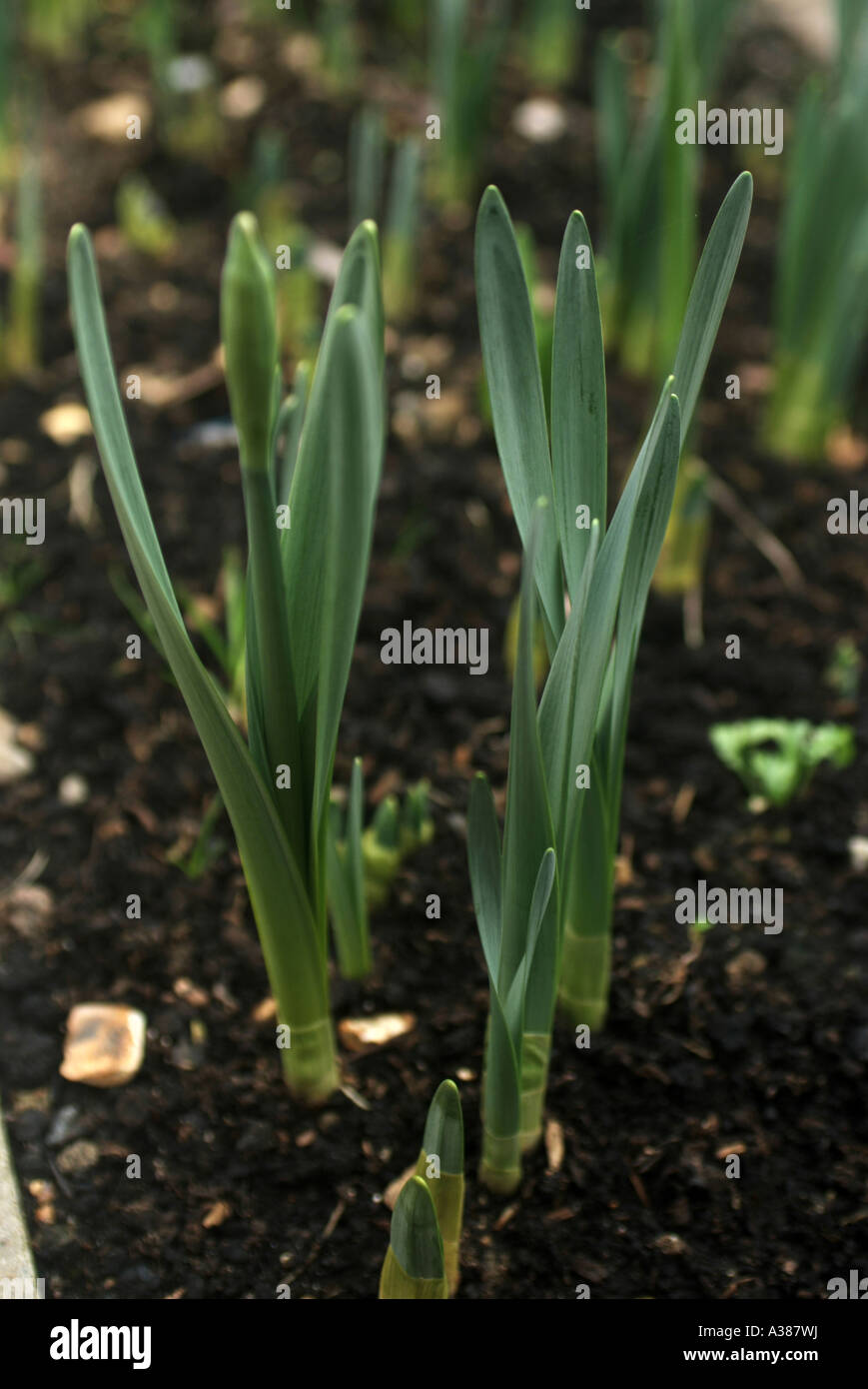 Young bulb shoots growing as spring approaches Stock Photo - Alamy