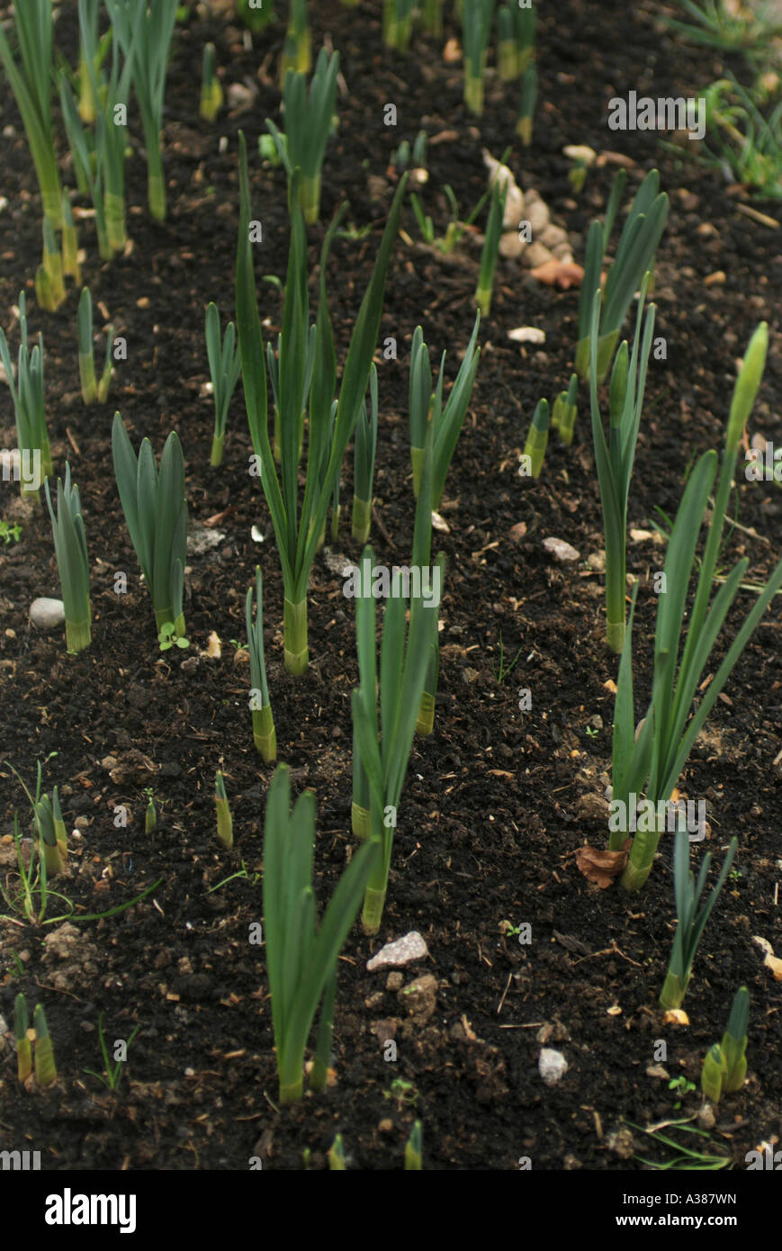 Young bulb shoots growing as spring approaches Stock Photo - Alamy