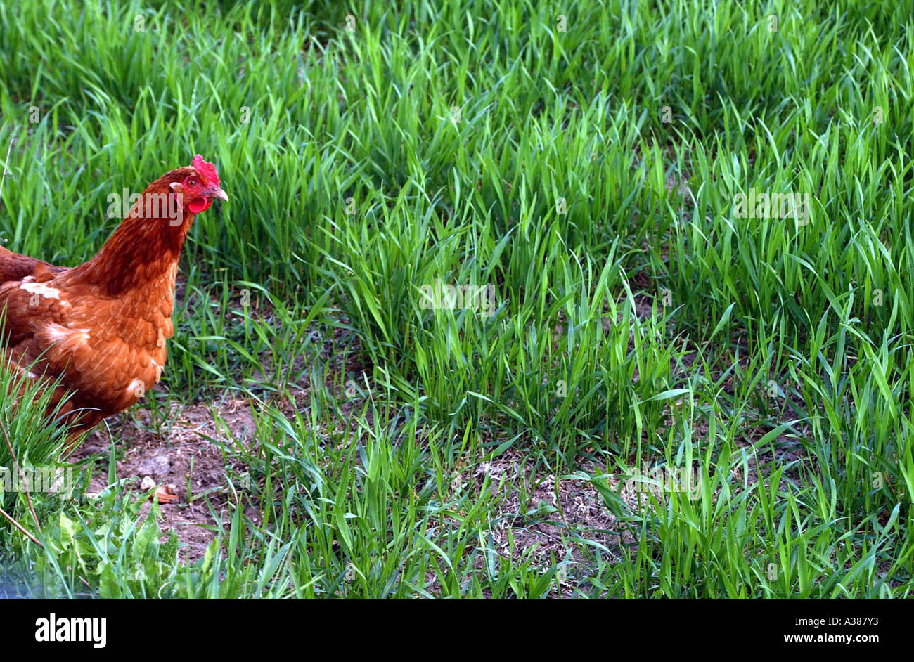 A chicken on his ground in Estonia Stock Photo - Alamy