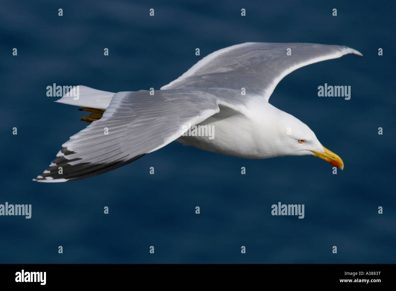 Seagull in flight Stock Photo - Alamy