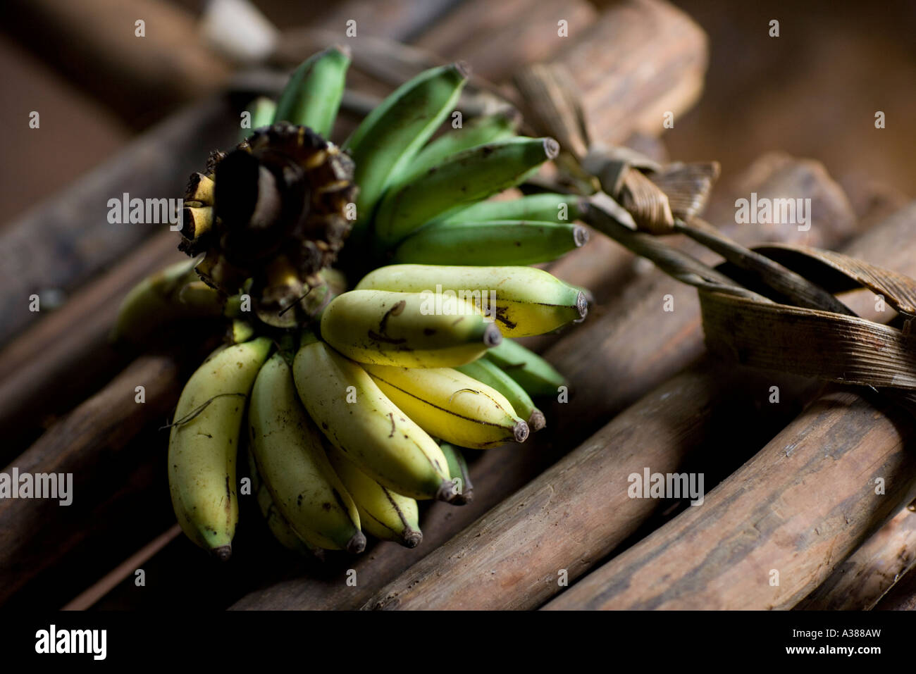 A cluster of small bananas sit on a bench in a tobacco curing barn ...