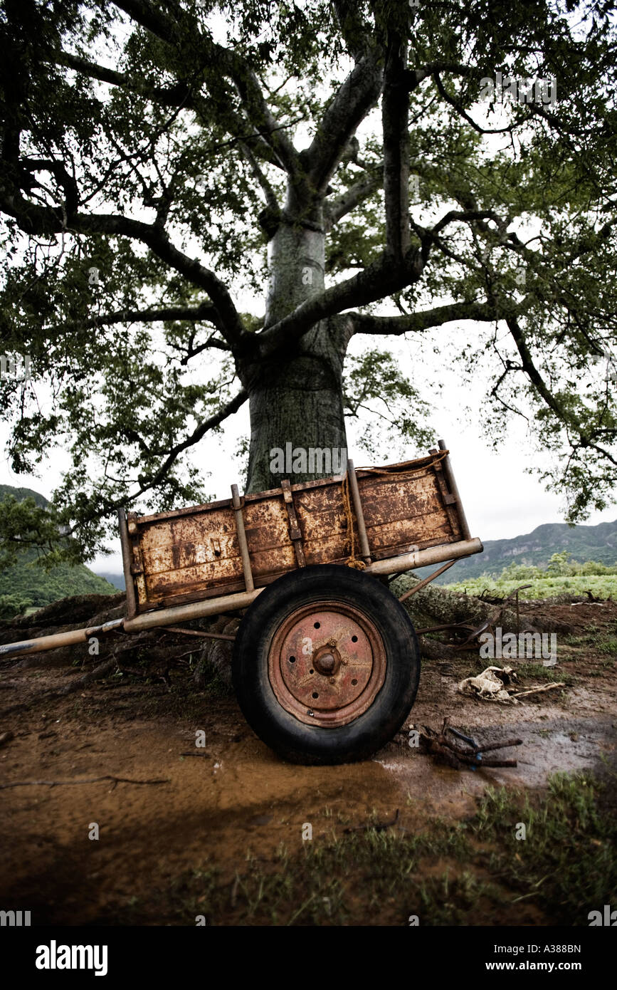 A rusty wagon is parked near a Ceiba tree Stock Photo - Alamy
