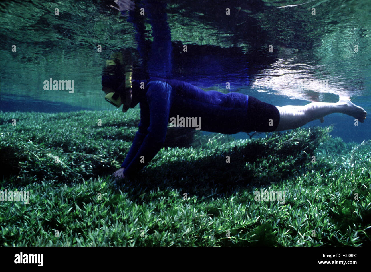 Bonito brazil snorkelling hi-res stock photography and images - Alamy