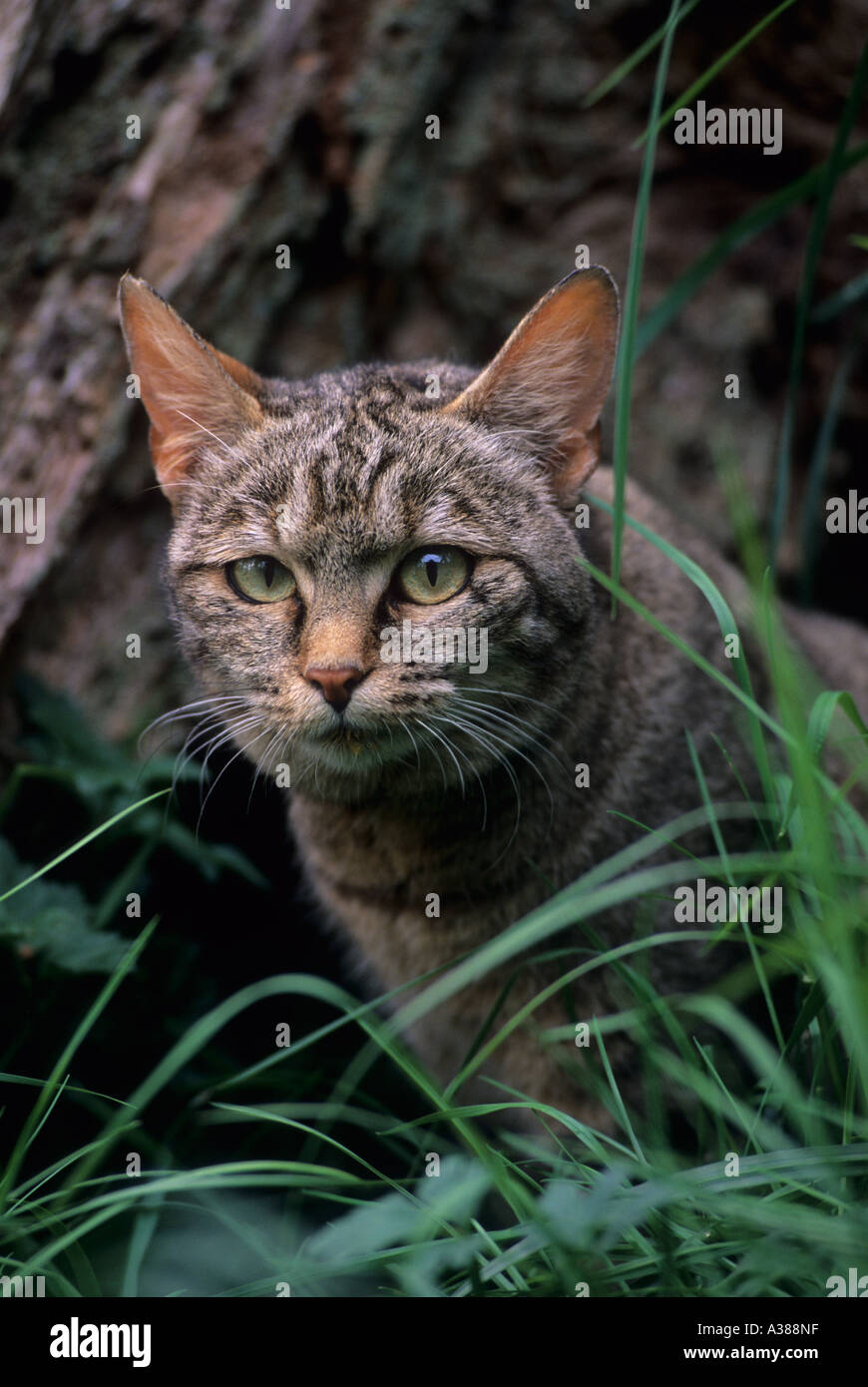 African wildcat Felis silvestris lybica Africa Captive Stock Photo - Alamy