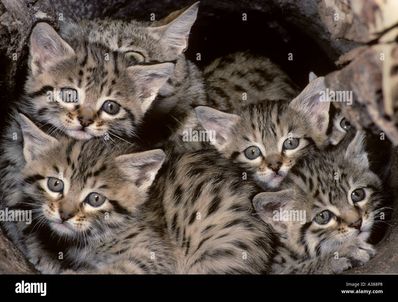 Baby Chinese Desert Cat