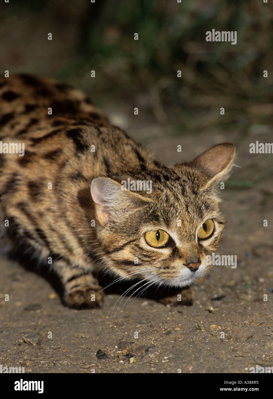 Black footed cat ( Felis nigripes) Africa, Captive Port Lympne Wild ...