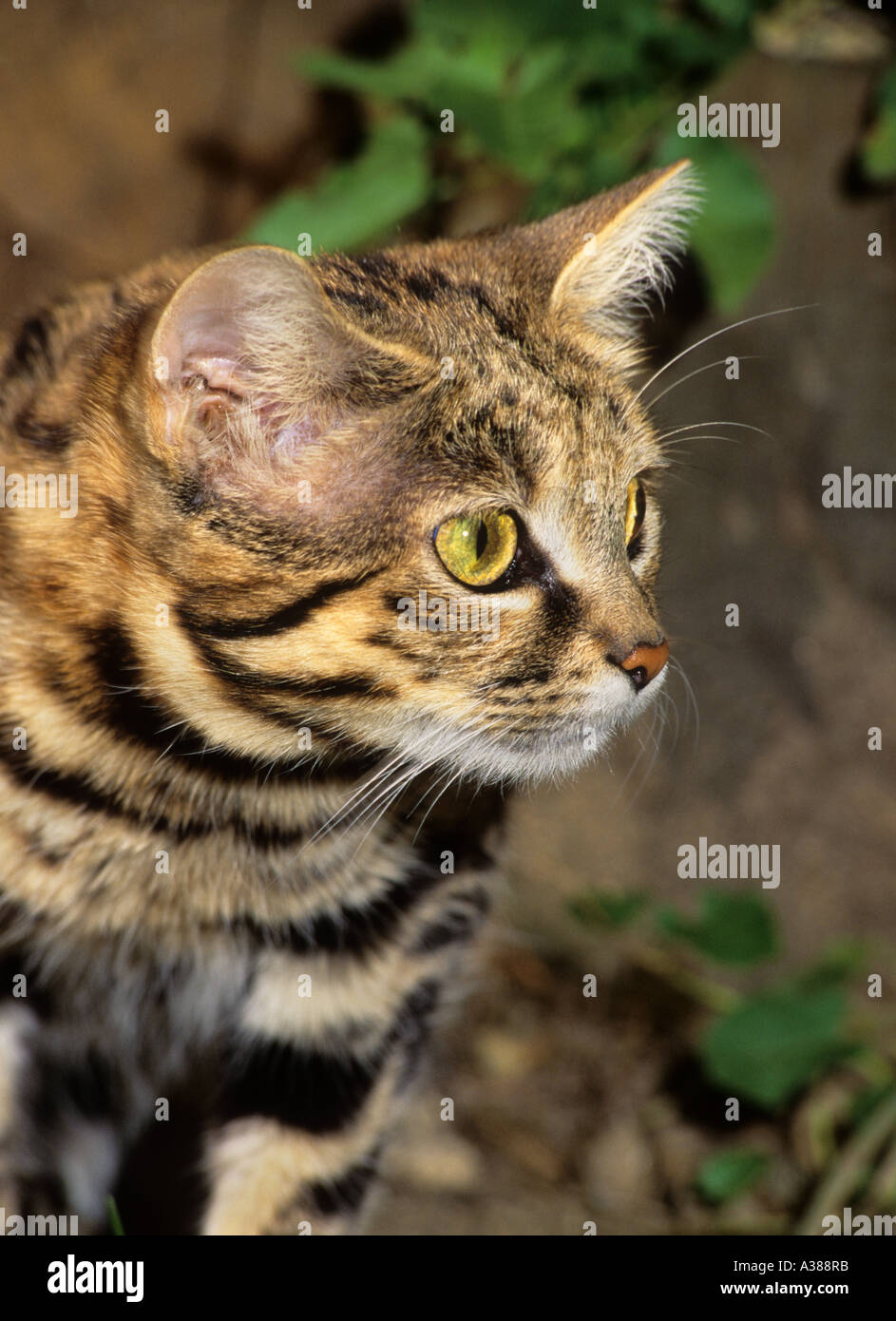 African Black Footed Cat Felis Nigripes Stock Photos & African Black ...