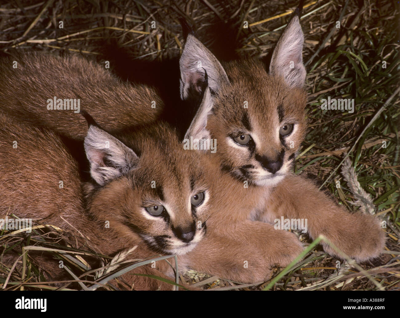 Caracal Cubs