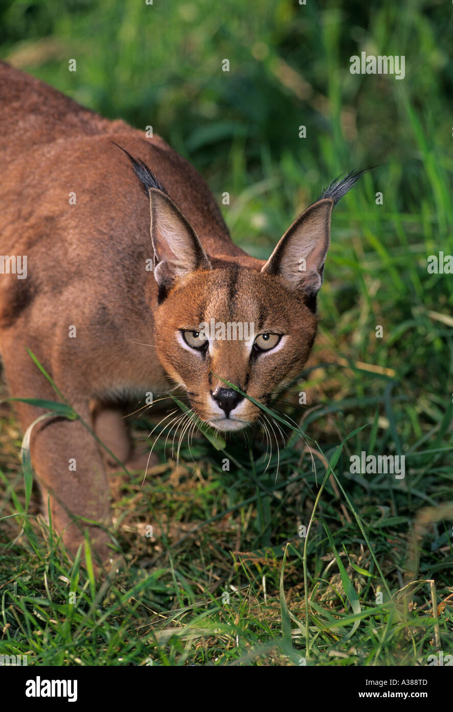 Male caracal (Caracal caracal) Africa Middle East N India Captive Stock ...
