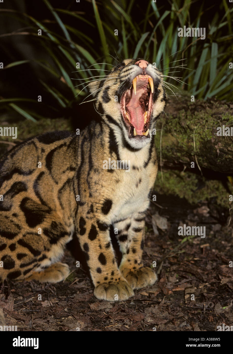 Clouded Leopard Teeth