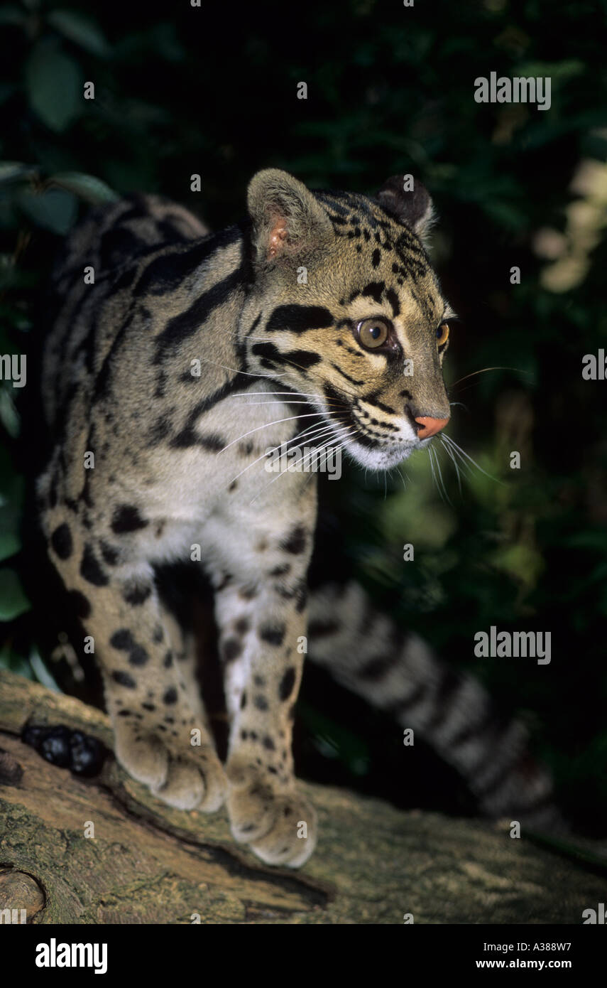 Clouded leopard teeth hi-res stock photography and images - Alamy