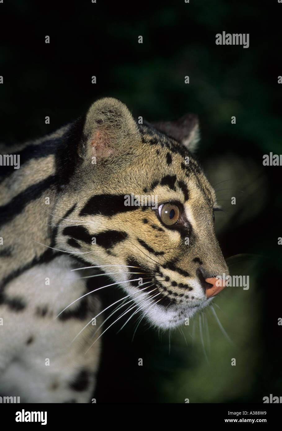 Clouded leopard teeth hi-res stock photography and images - Alamy