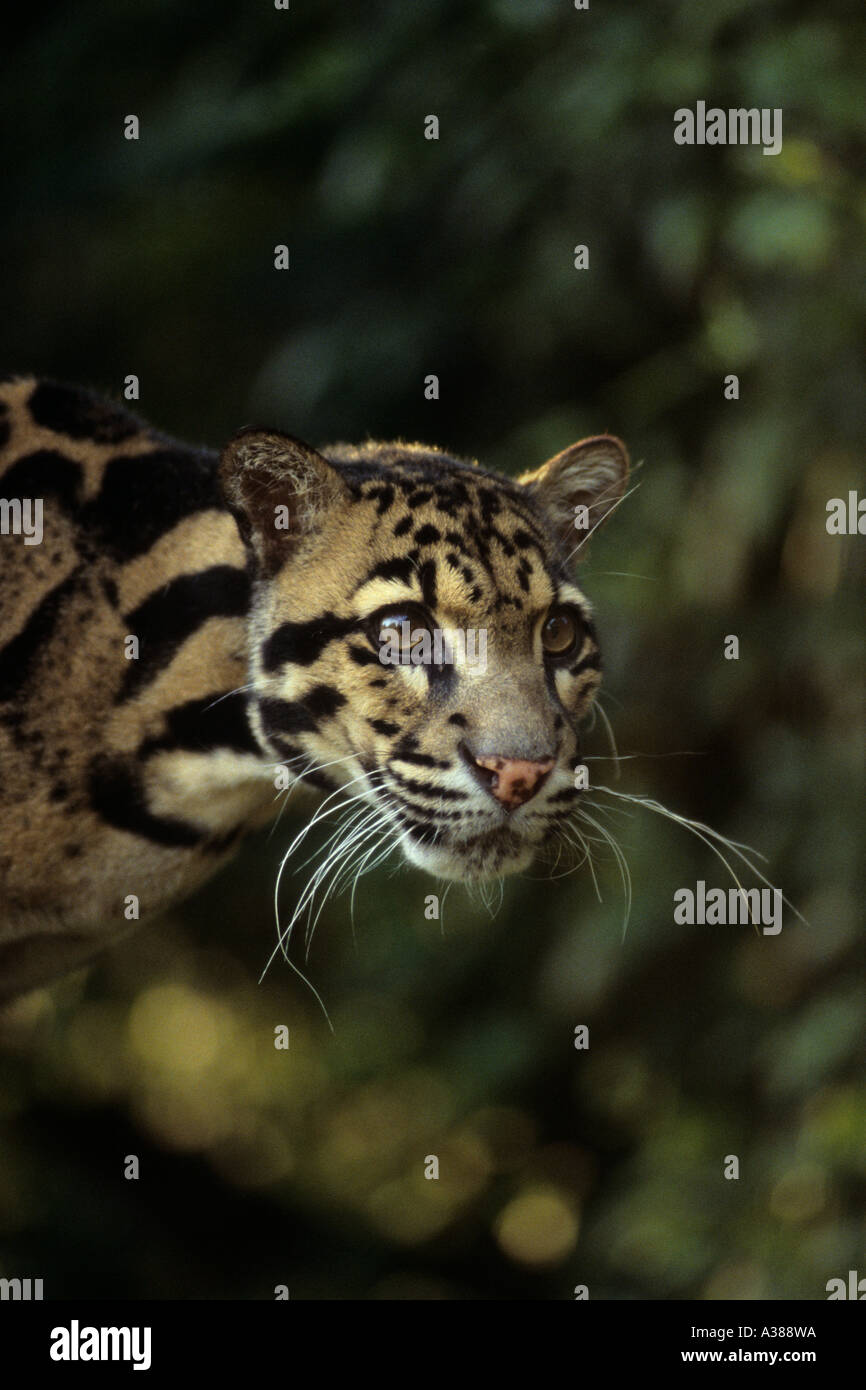Clouded Leopard Teeth Stock Photos & Clouded Leopard Teeth Stock Images ...