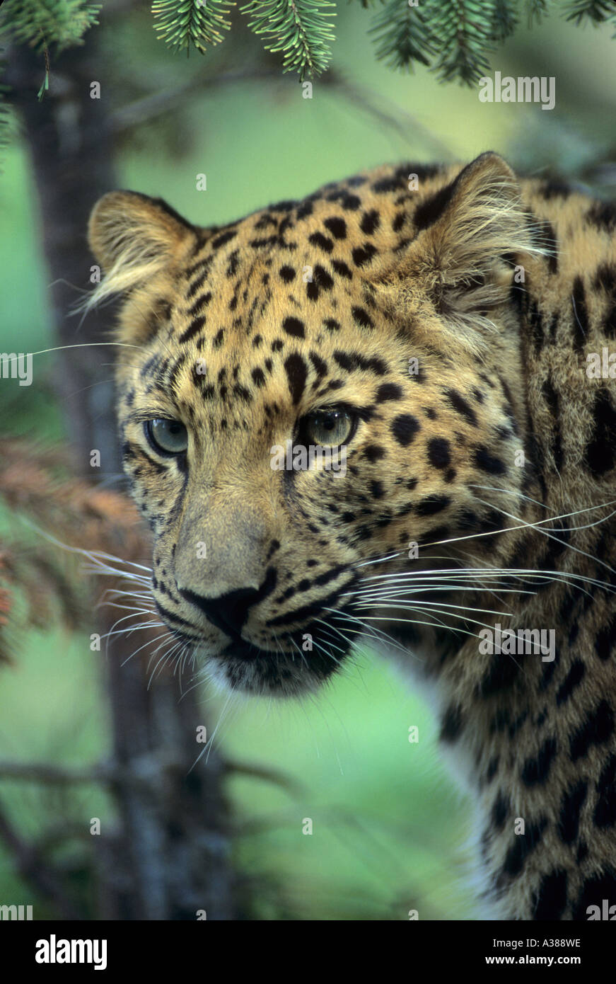 Amur leopard (Panthera pardus orientalis)Russian far east, Captive ...