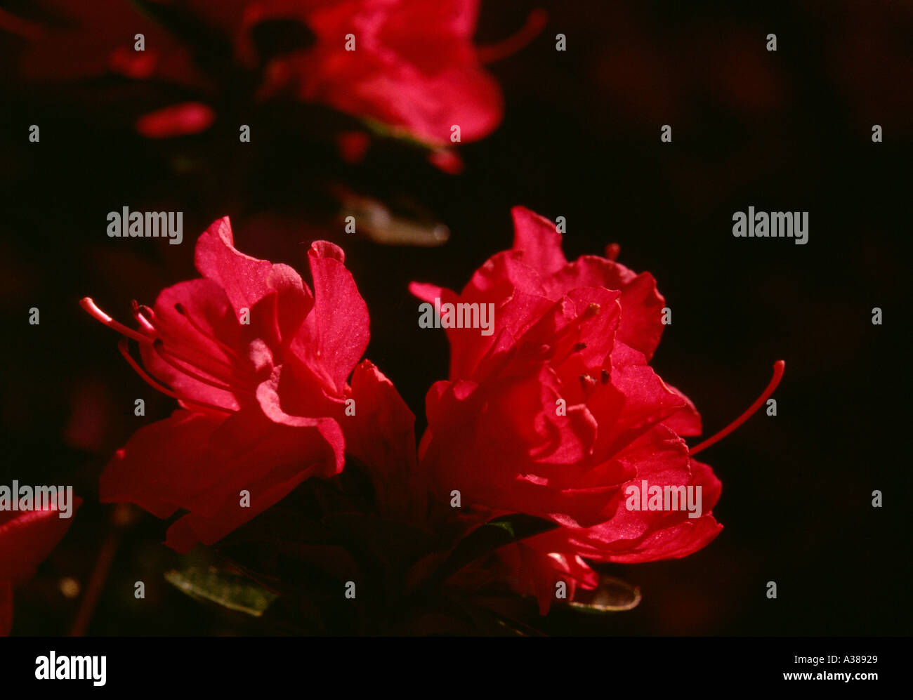 Azalea oregon hi-res stock photography and images - Alamy