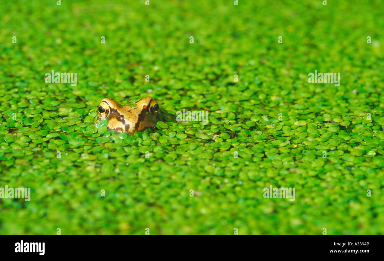 Common Frog in Duckweed Stock Photo - Alamy