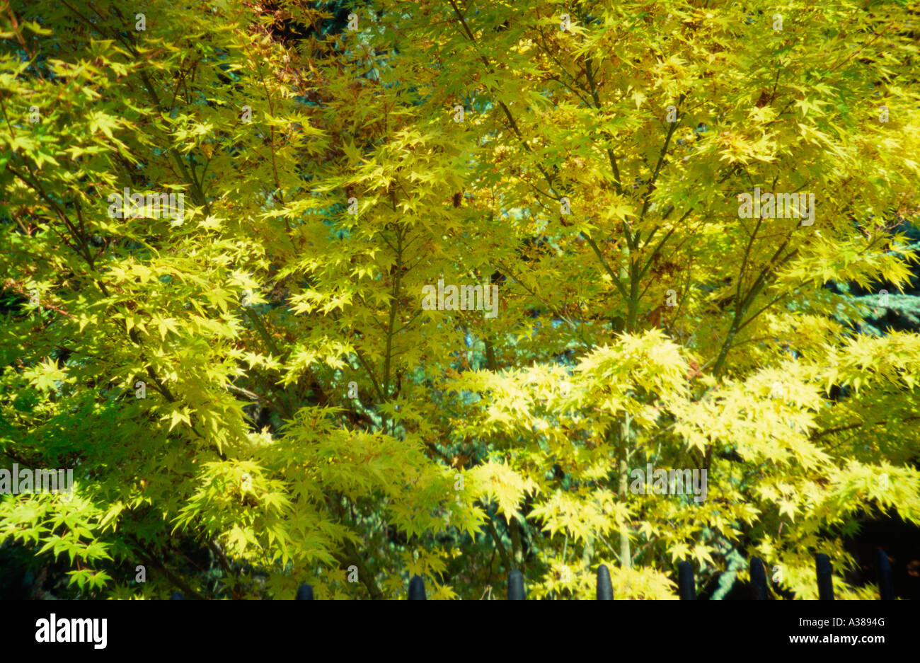 Acer Palmatum Senkaki Coral Bark Maple, Royal Victoria Park, Bath Spa ...