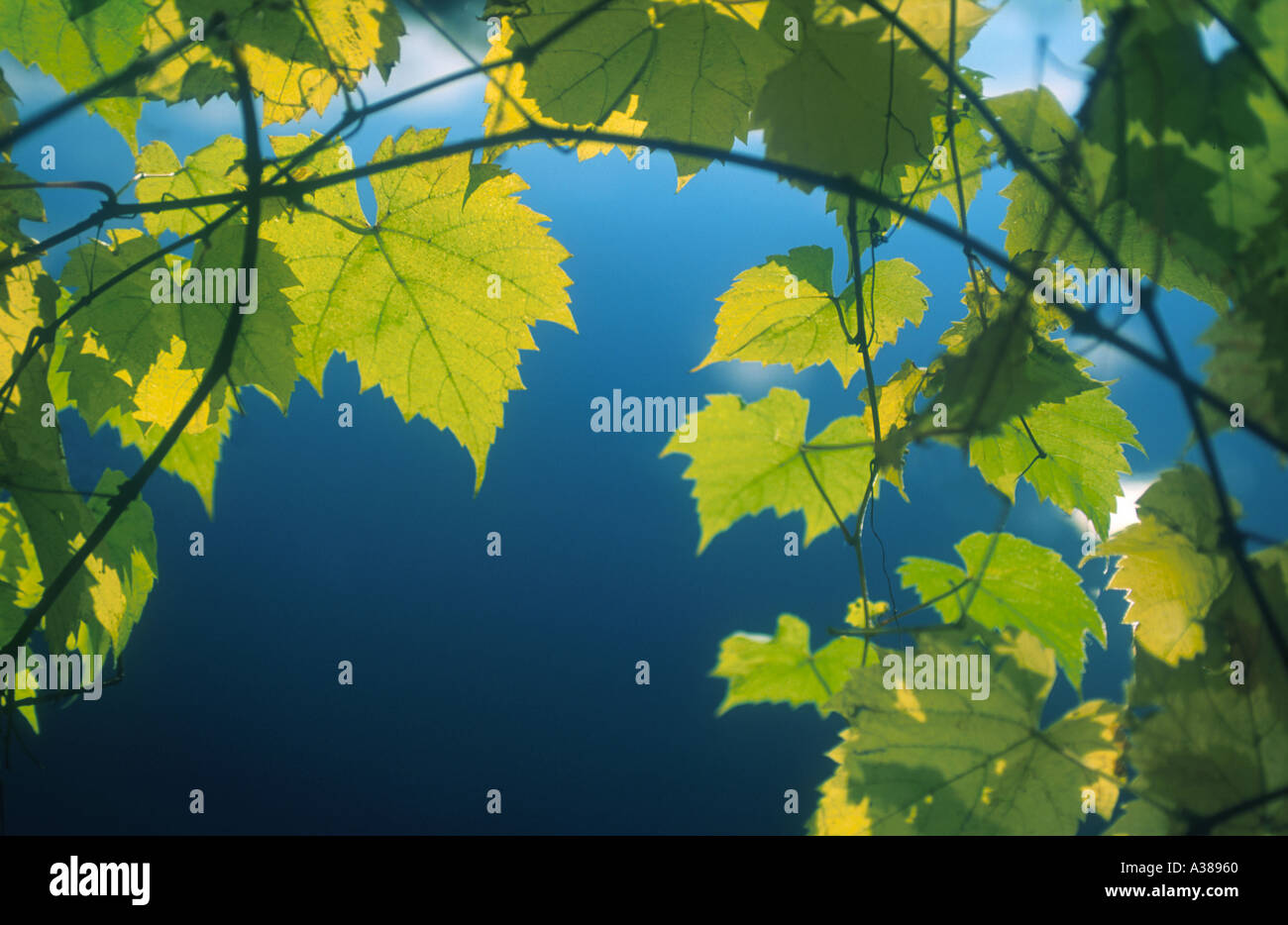 Grapevine against water Stock Photo - Alamy