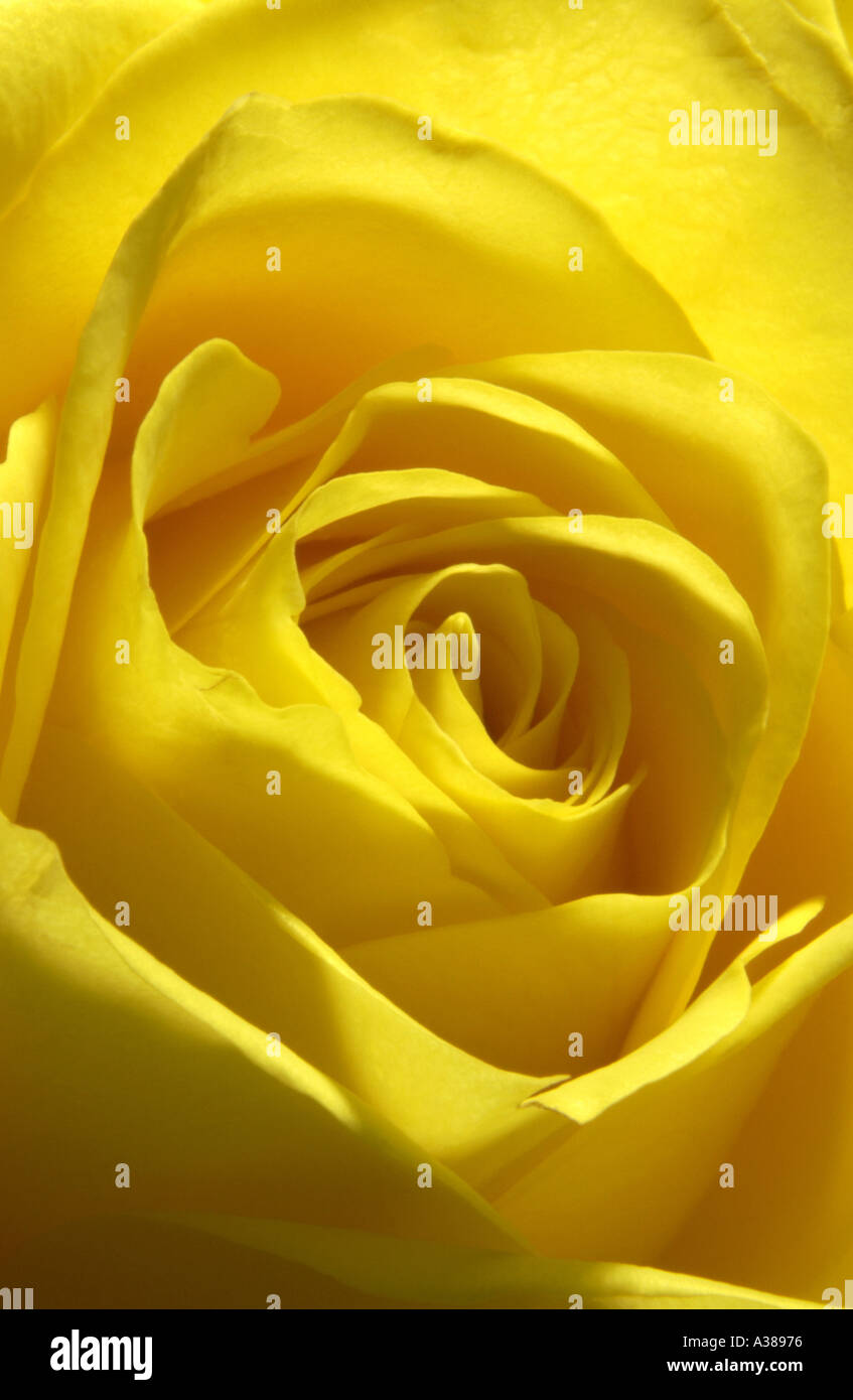Yellow and rose color colour hi-res stock photography and images - Alamy