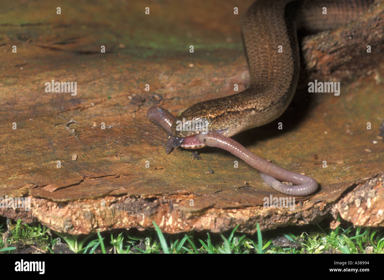 SLOW WORM Anguis fragilis Stock Photo - Alamy