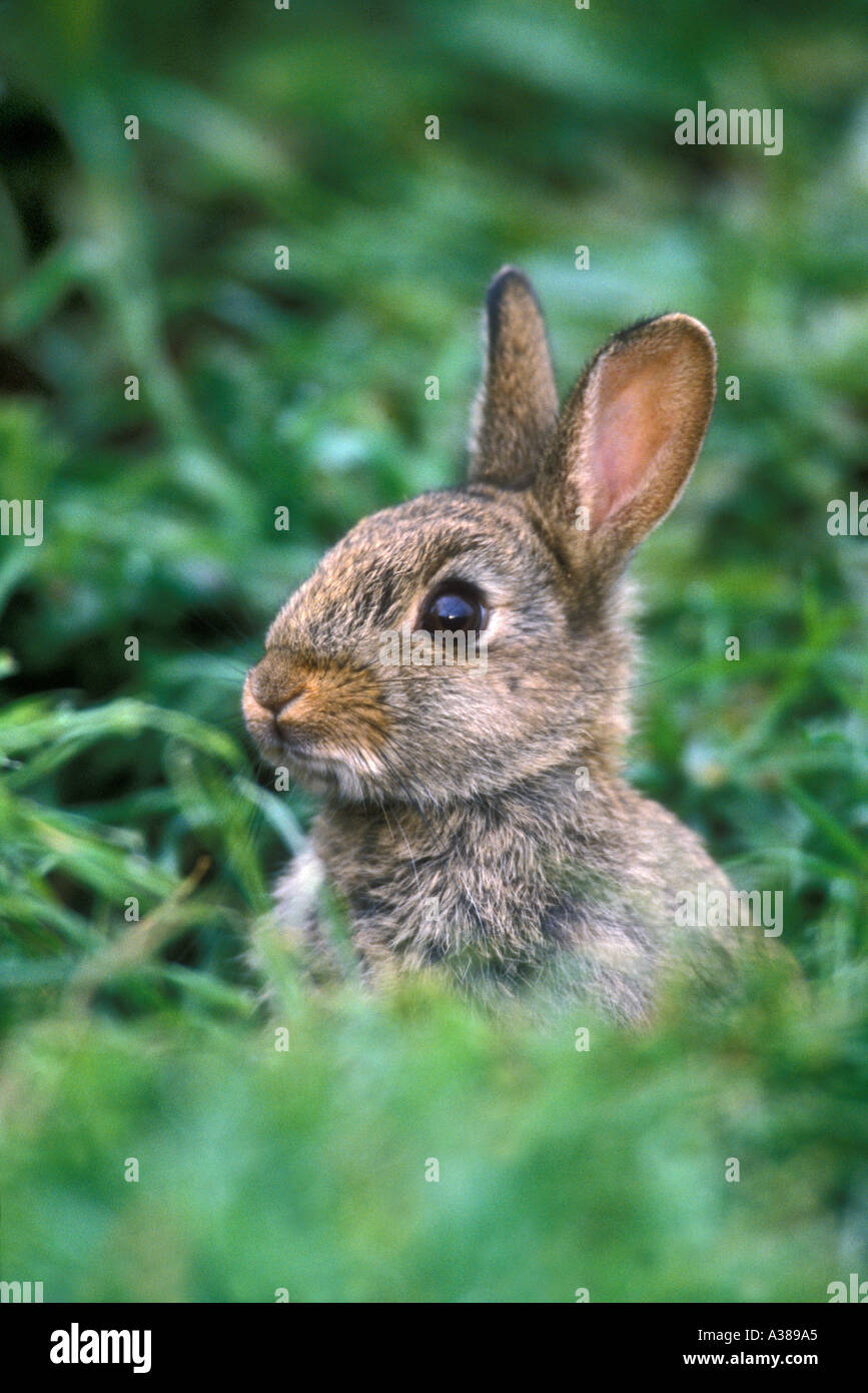 RABBIT Oryctolagus cuniculus Stock Photo - Alamy