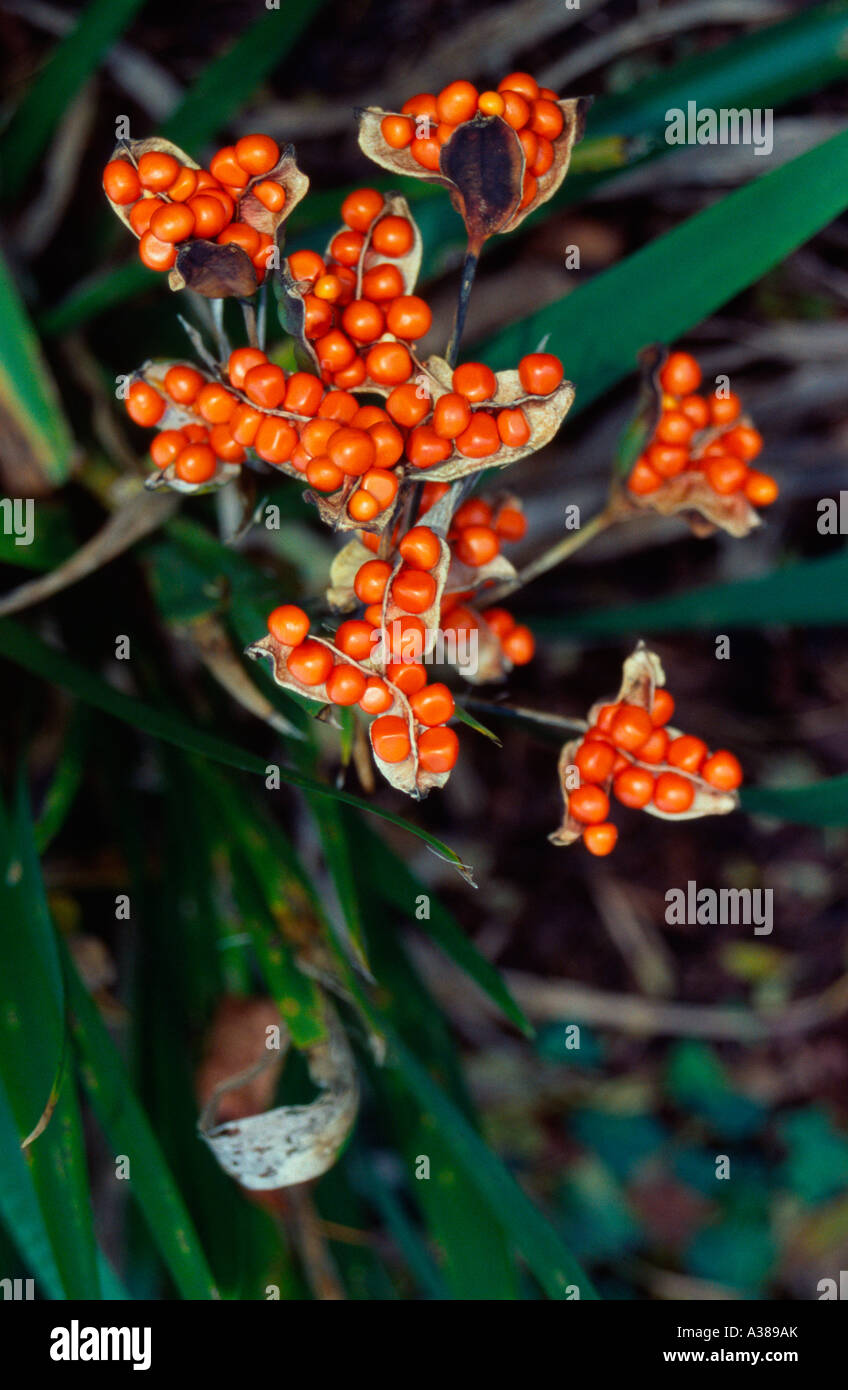 Bright orange seed pods, West London, UK Stock Photo - Alamy