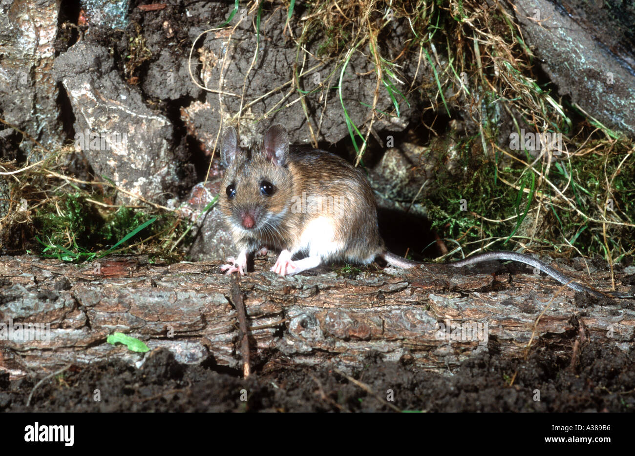 YELLOW NECKED MOUSE Apodemus flavicollis Stock Photo - Alamy