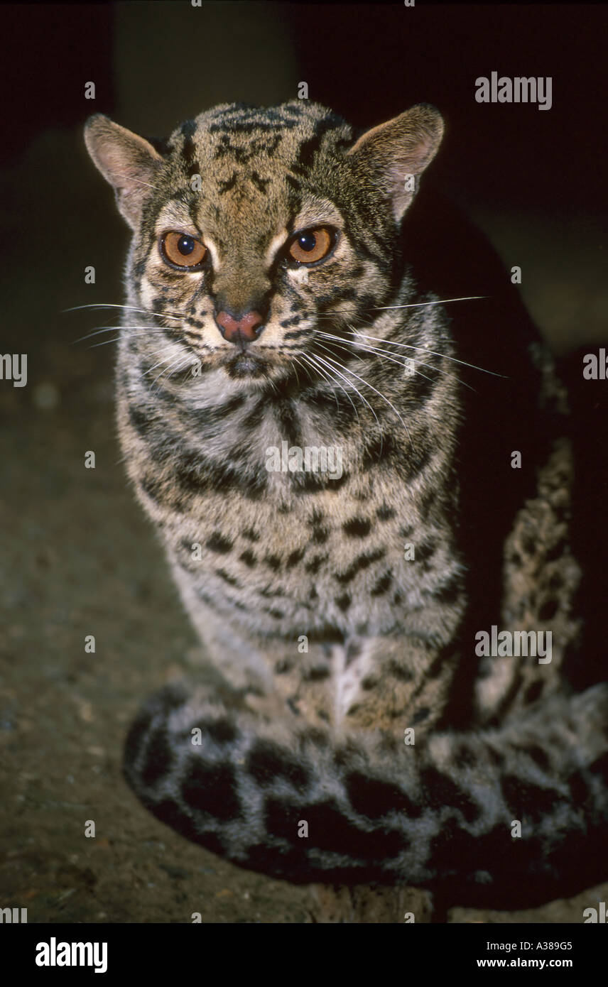 Marbled Cat Stock Photos & Marbled Cat Stock Images - Alamy
